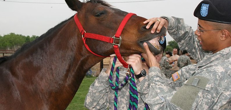Formuláře a rady pro přepravu koní | Freightlink - Váš Partner Pro ...